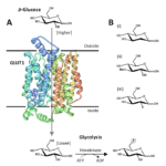 Facilitative glucose transporter GLUT1 in PETimaging | Open Medscience