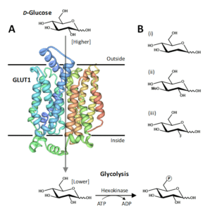 Facilitative glucose transporter GLUT1 in PETimaging | Open Medscience