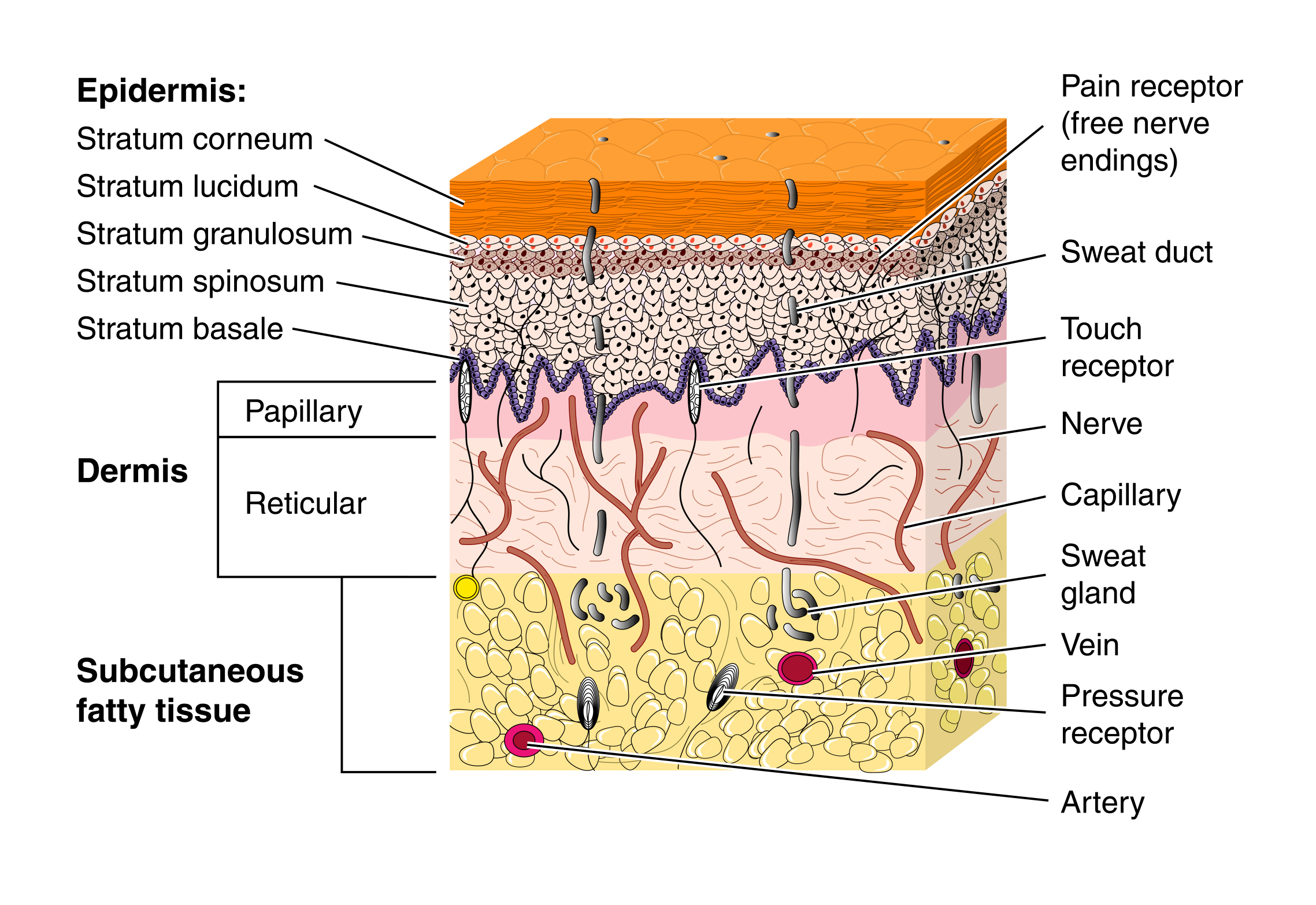 Skin Barrier Repair for Healthy and Strong Skin | Open Medscience